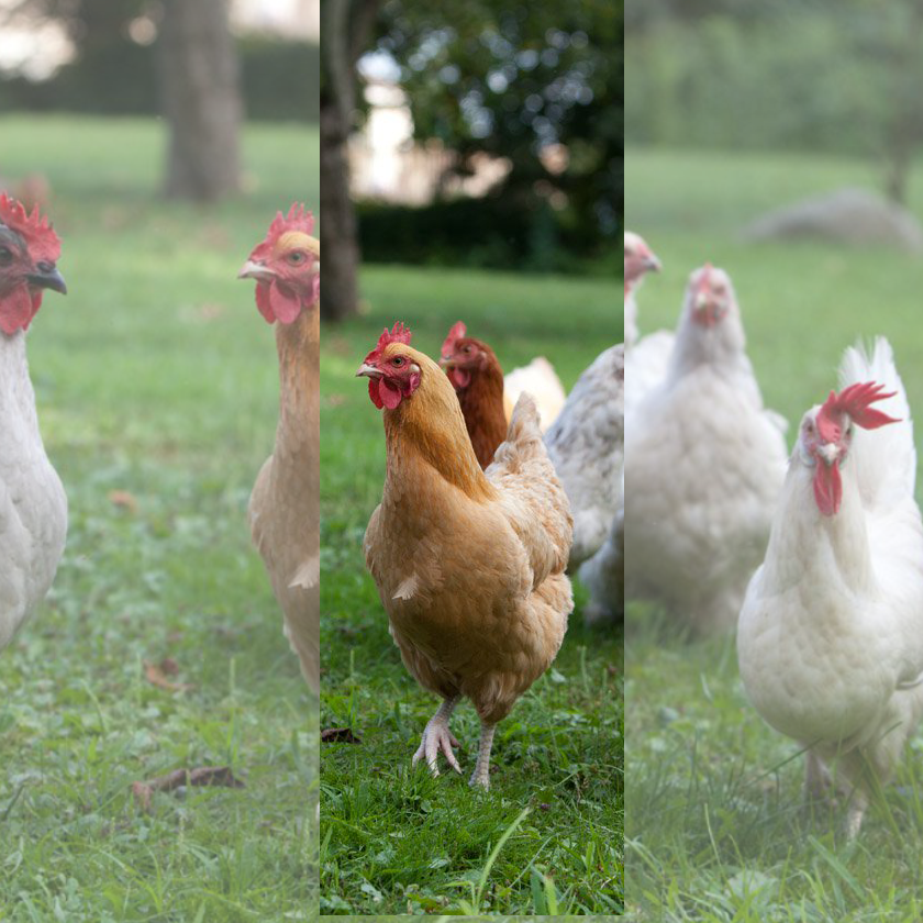 15 interesting facts about hens
